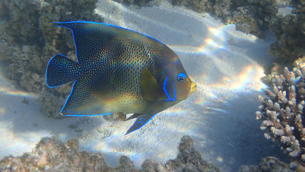 Semicircle Angelfish from Exmouth, WA, Australia on August 03, 2021 at ...