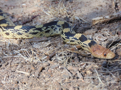 (Pituophis deppei deppei) - Snakes and Lizards
