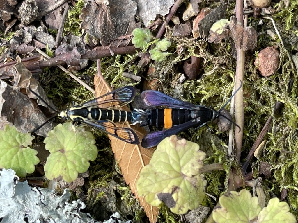 Peachtree Borer Moth from Cantrell Rd, Little Rock, AR, US on August 16 ...