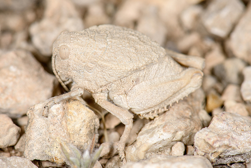 Robust Toad Lubber (Phrynotettix robustus) · iNaturalist United Kingdom