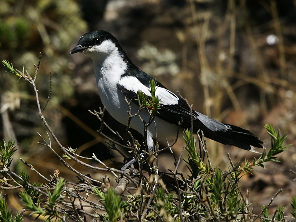 White-winged Triller (Birriliburu Birds) · iNaturalist