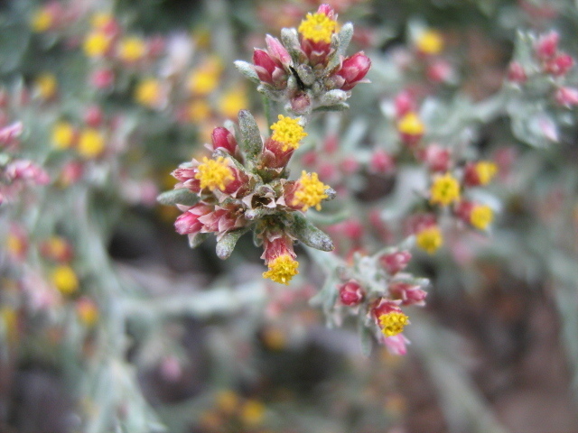 Rough Everlasting (Plants of the Tygerberg Nature Reserve) · iNaturalist