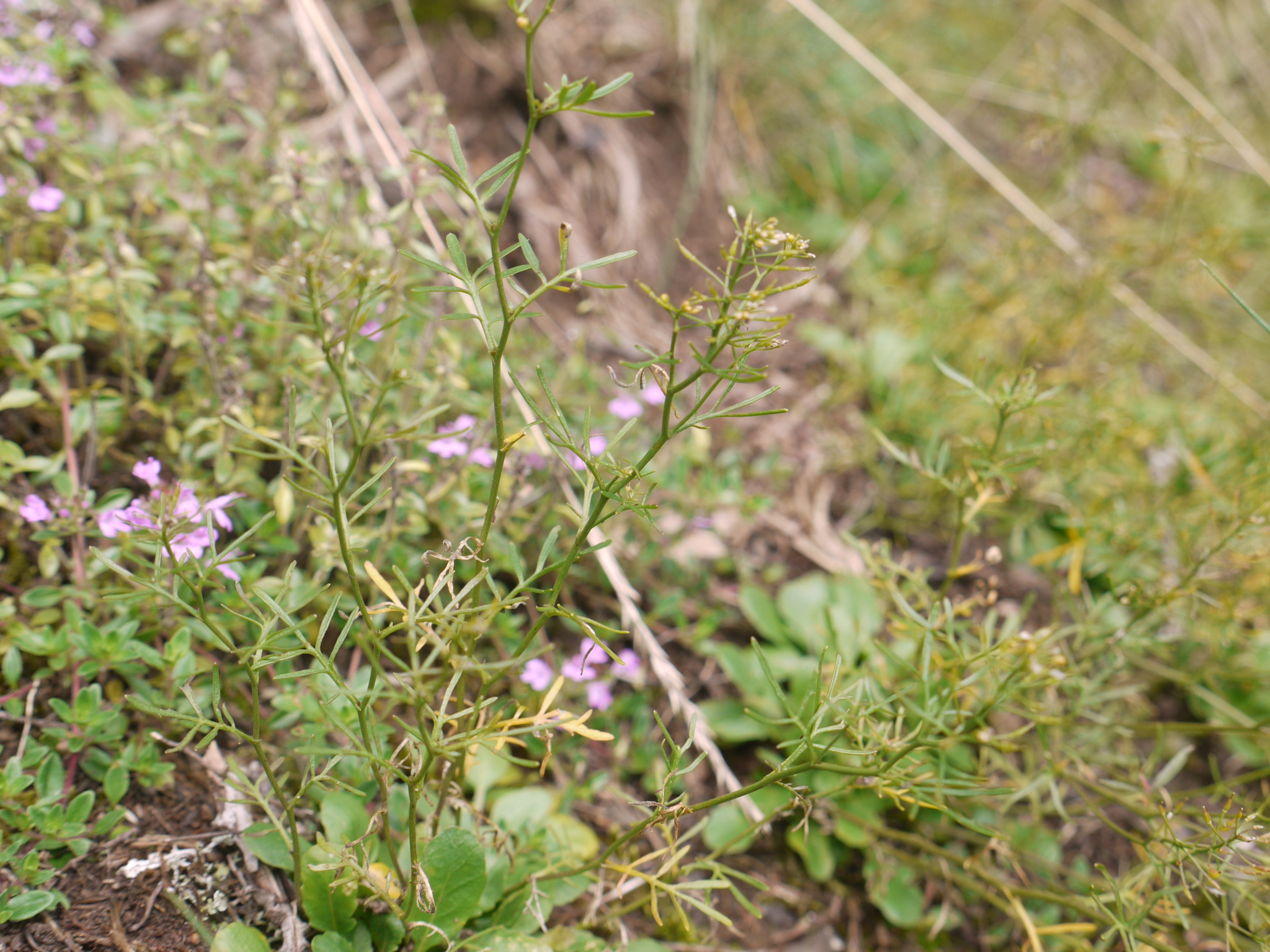 Rorippa pyrenaica (L.) Rchb.