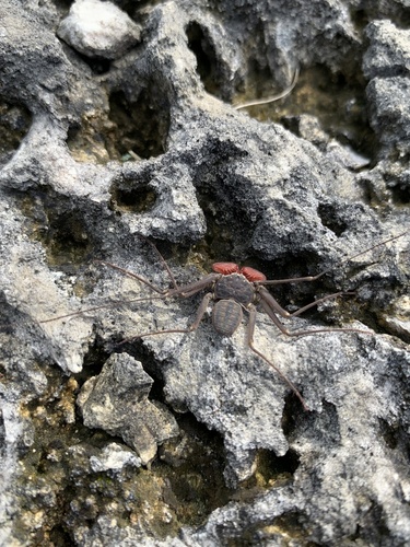 Paraphrynus cubensis · iNaturalist