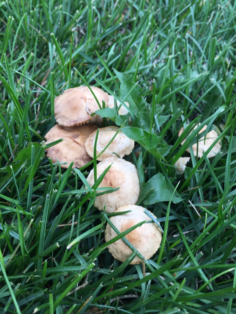 fairy ring marasmius from Playfair Park, Missoula, MT, US on August 19 ...