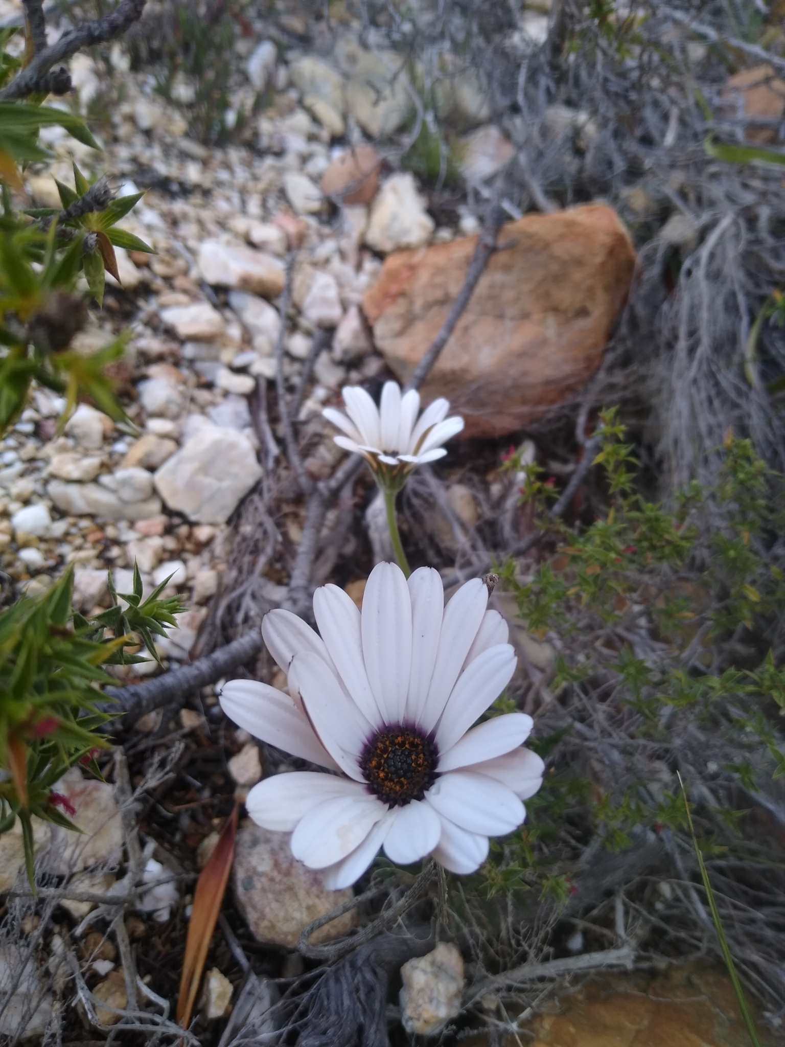 Dimorphotheca nudicaulis (L.) DC.