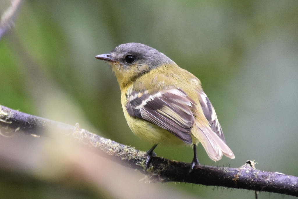 Handsome Flycatcher from Pueblo Rico, Risaralda, Colombia on August 6 ...