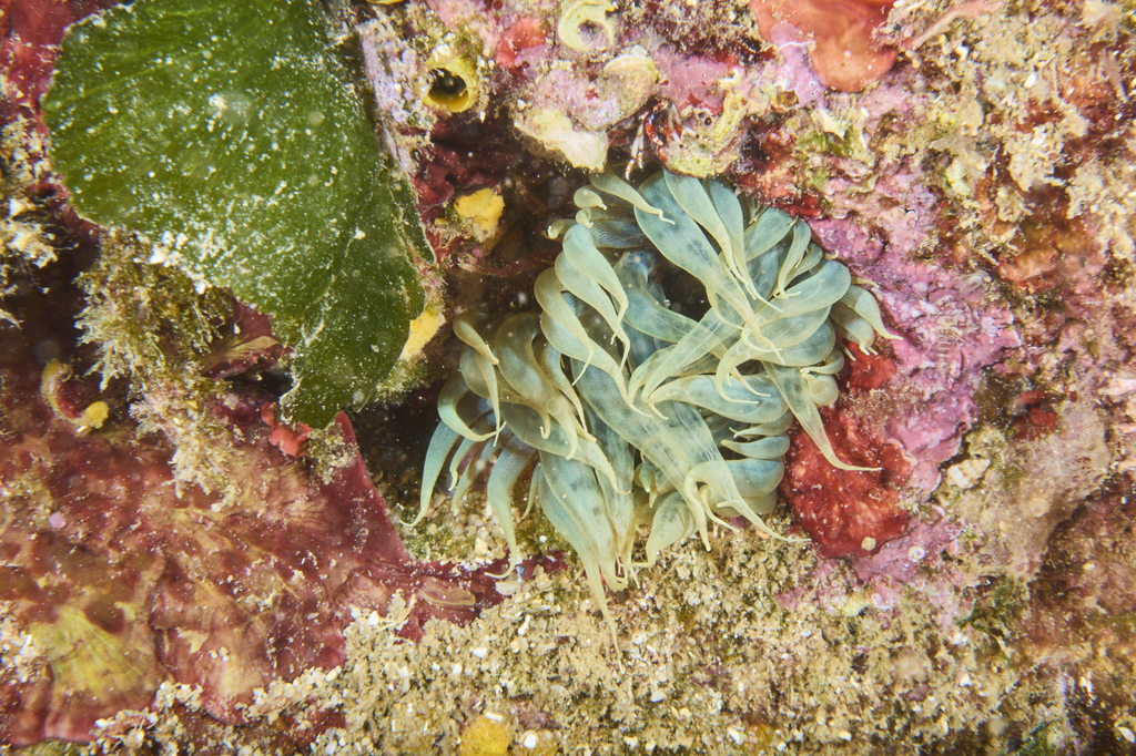 Trumpet anemone from El Negre del Falaguer on August 16, 2021 at 10:16 ...