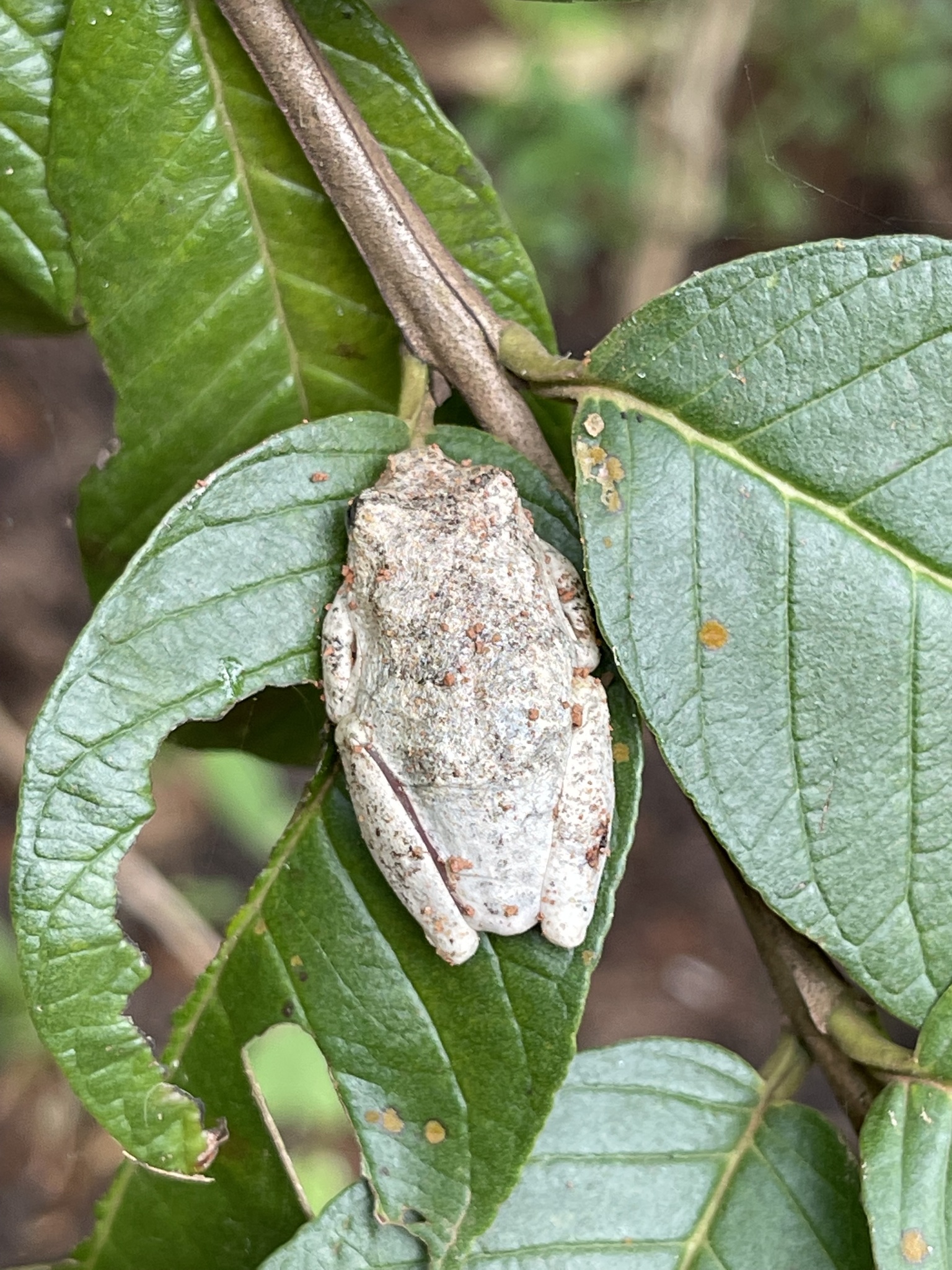 Chiromantis rufescens (Günther, 1869)