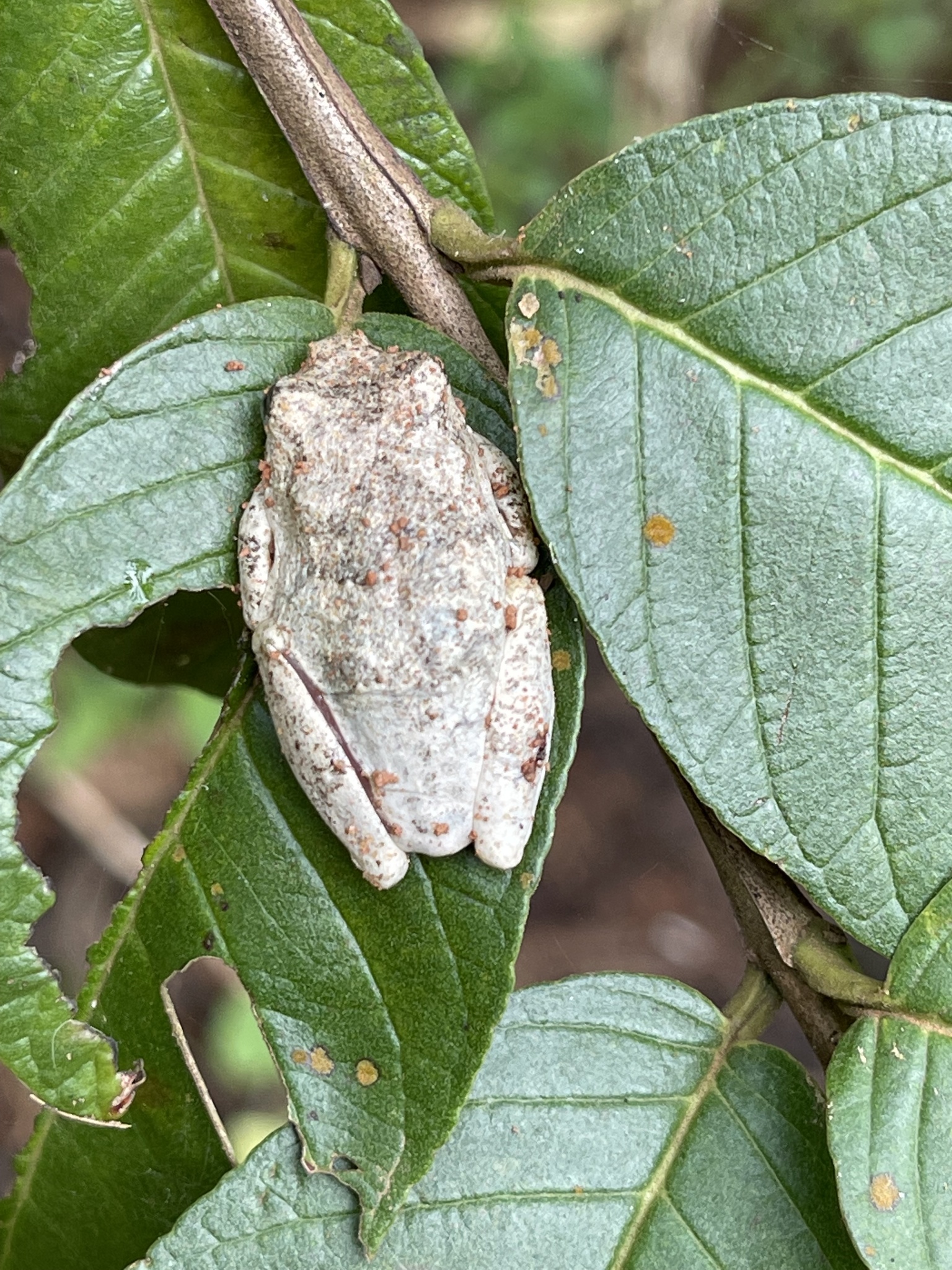 Chiromantis rufescens (Günther, 1869)