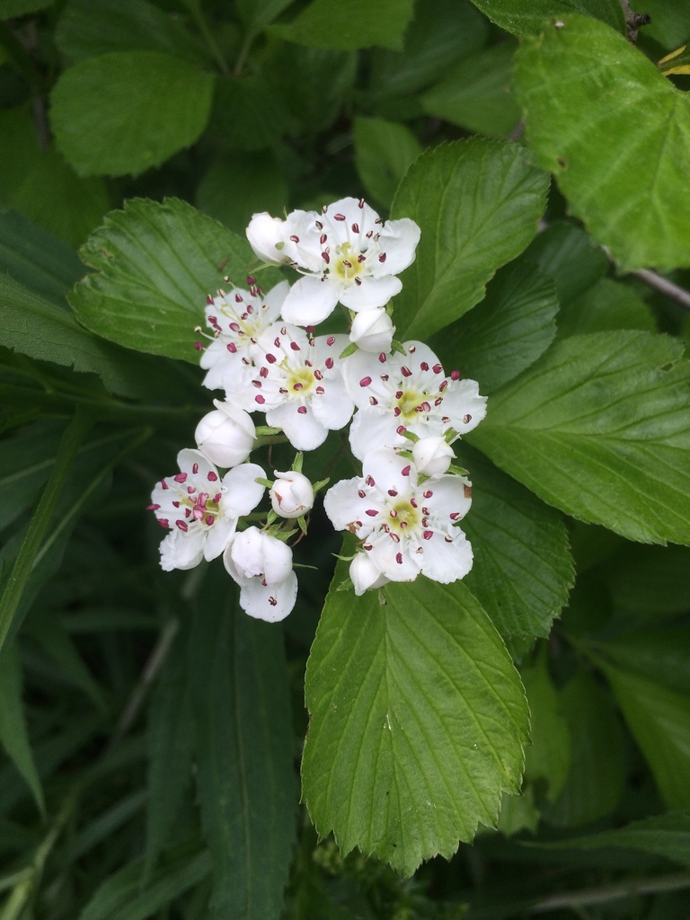 dotted hawthorn from Châteauguay, QC, Canada on May 23, 2021 at 12:01 ...