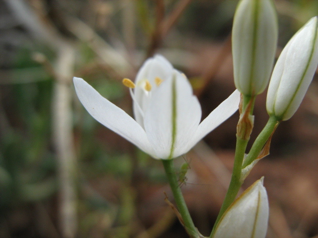 Ornithogalum hispidum subsp. hispidum