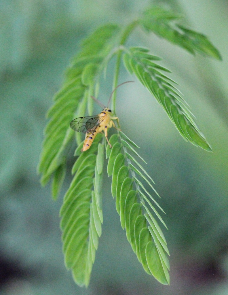 Xanthopimpla naenia from Lok Ma Chau Road 落馬洲路 on August 19, 2021 at 11 ...
