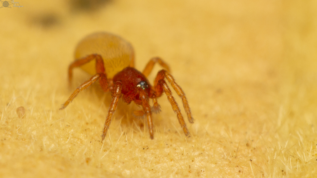 Australoonops granulatus from West-facing slope, Sendelingsdrif ...