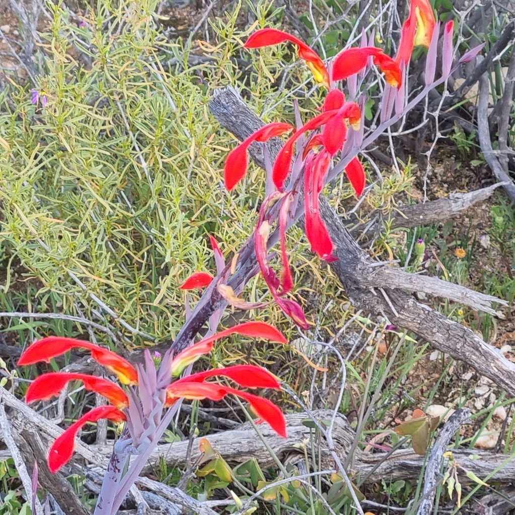 Pouch Pypie from Matzikama Local Municipality, South Africa on August 9 ...
