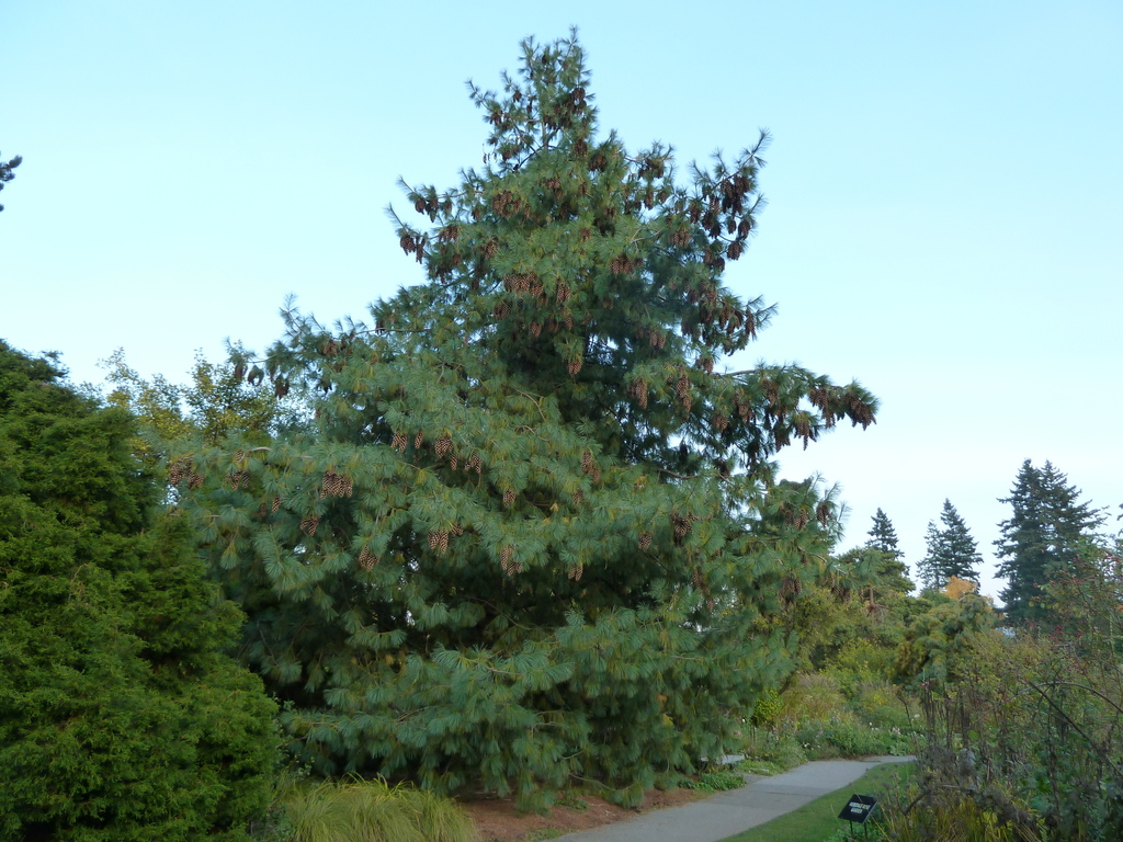 blue pine (Pinus wallichiana) - Botanical Realm