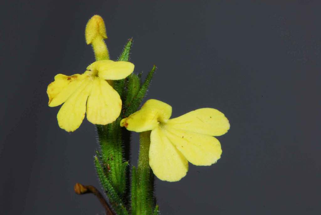 Witchweed (Striga asiatica) - Botanical Realm