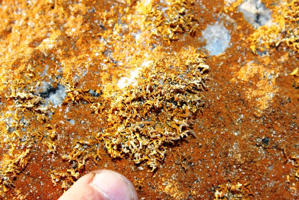 Good Hope Gold (Fungi of southern Africa) · iNaturalist