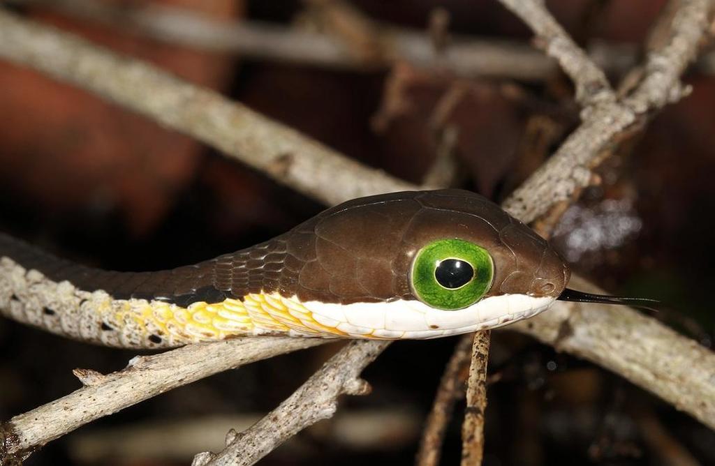 Colubrine Snakes (Colubrinae) - Snakes and Lizards