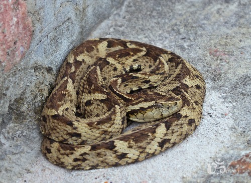 Whitetail Lancehead (Bothrops leucurus) · iNaturalist