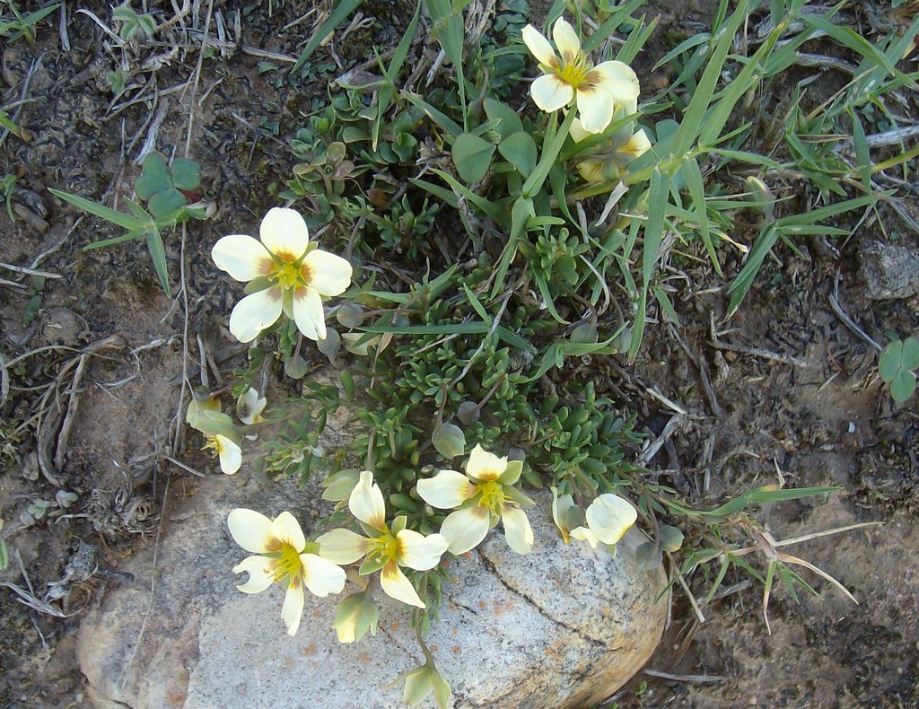caltrops and ratanies (Zygophyllales) - Botanical Realm
