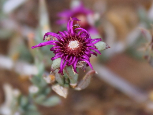 Antimima hamatilis · iNaturalist United Kingdom