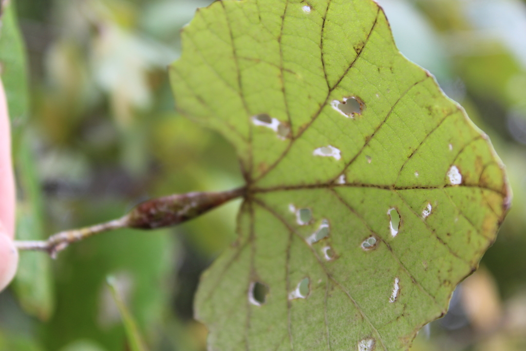 Grape Leaf Petiole Gall from Oak Grove Loop S, Grapevine, TX 76051, USA ...