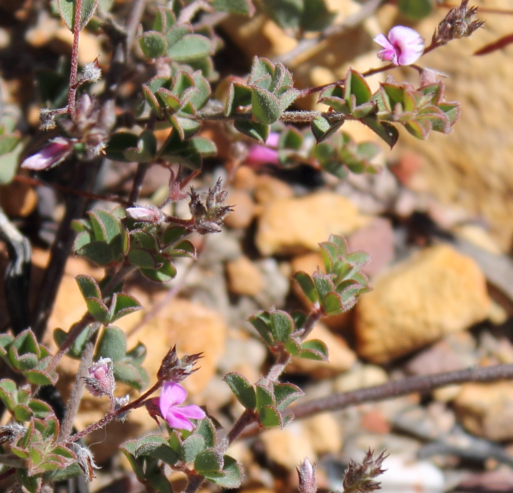 Foxy Indigo (Indigofera alopecuroides) - Botanical Realm