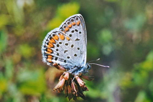 Zephyr Blue (Kretania pylaon) · iNaturalist United Kingdom