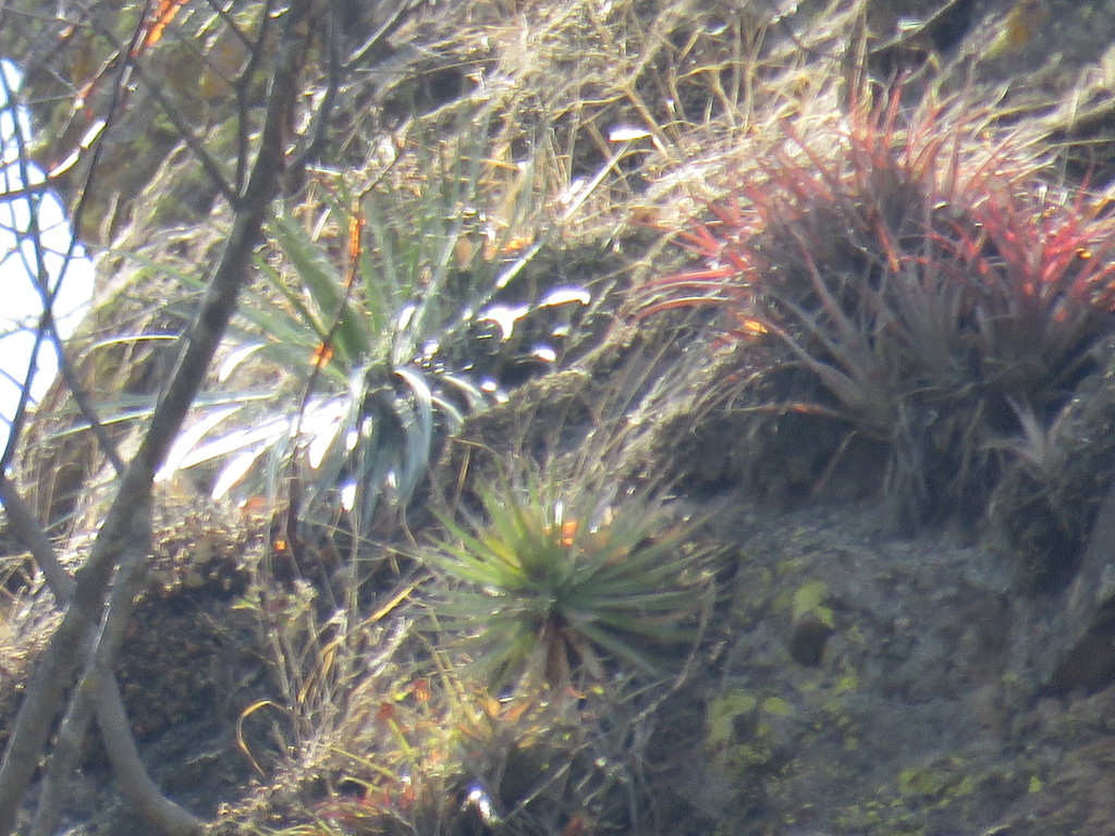 (Agave stringens) - Botanical Realm