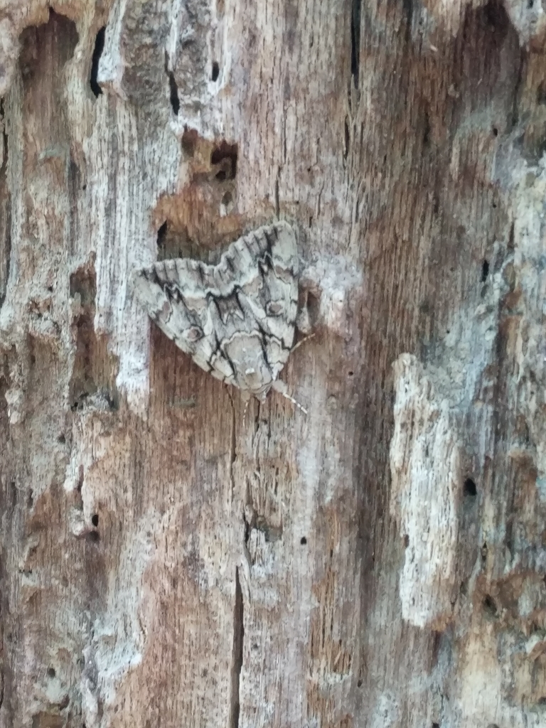 Underwing Moths from Pocahontas, AR 72455, USA on August 19, 2021 at 02 ...