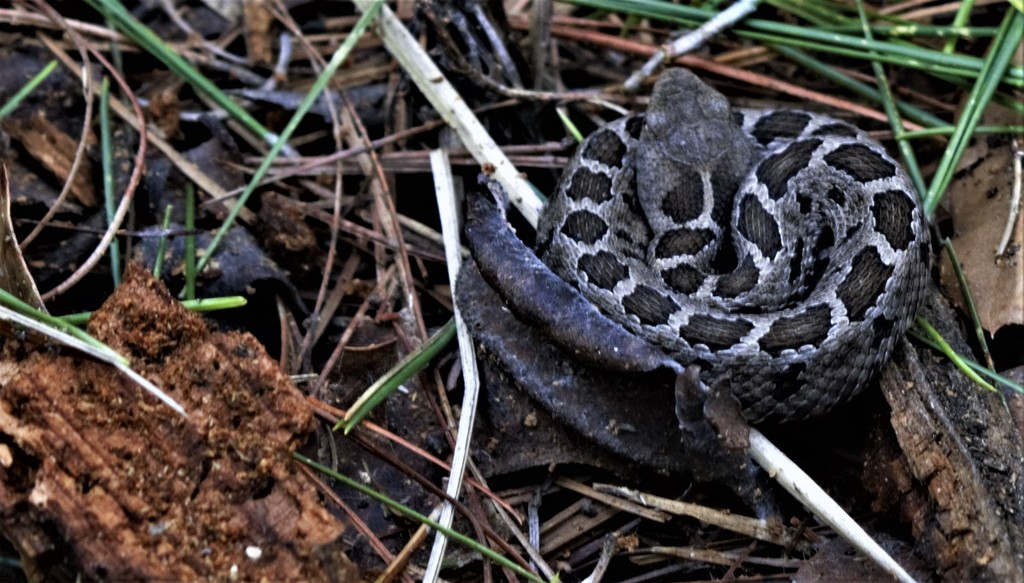 Mexican Pygmy Rattlesnake from Ixtapaluca, State of Mexico, Mexico on ...