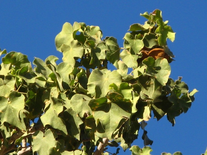 African Star-Chestnut (African) (Sterculia africana africana ...