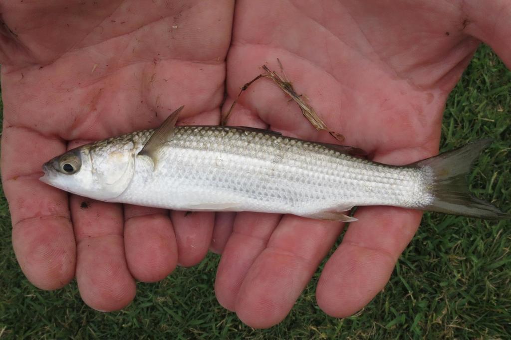 Freshwater mullet (Pseudomyxus capensis) - Marine Life Identification