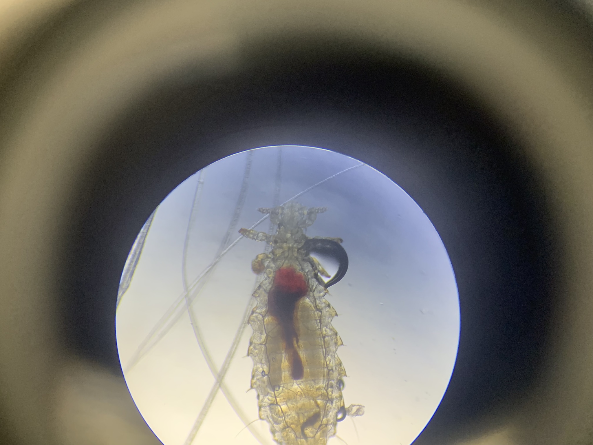 Polyplax Enderlein, 1904