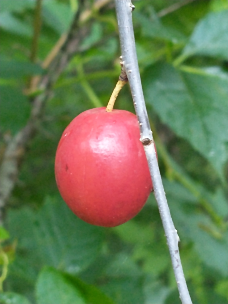Canada plum from Orange County, US-VT, US on August 19, 2021 at 07:11 ...