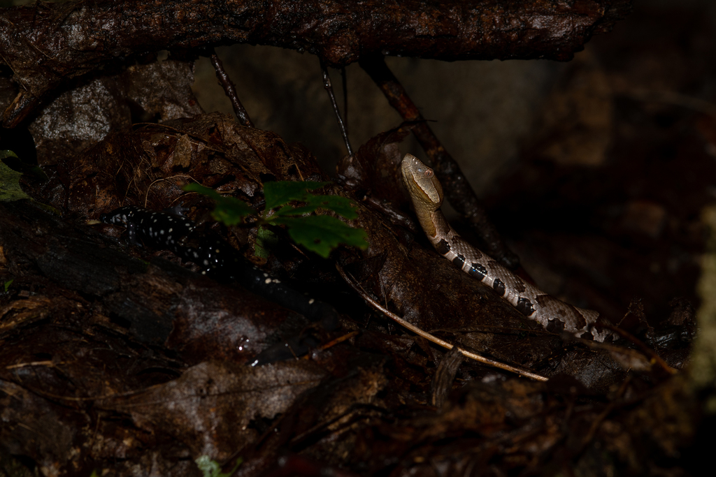 Eastern Copperhead in August 2021 by Court Harding · iNaturalist