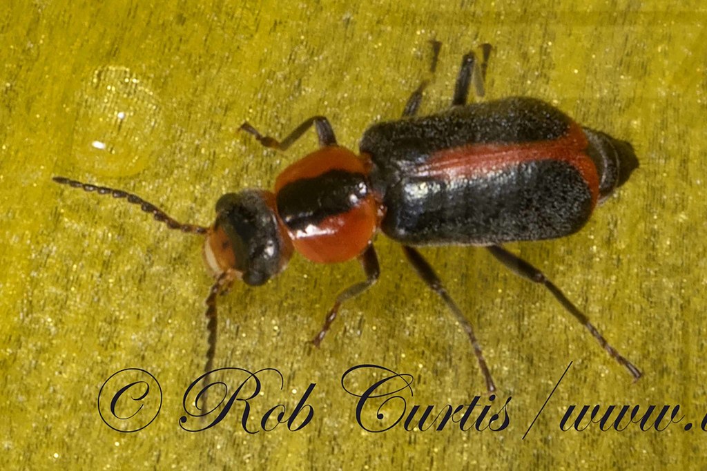 Attalus rufiventris from 2625 FM 1340, Hunt, TX 78024, USA on May 17 ...