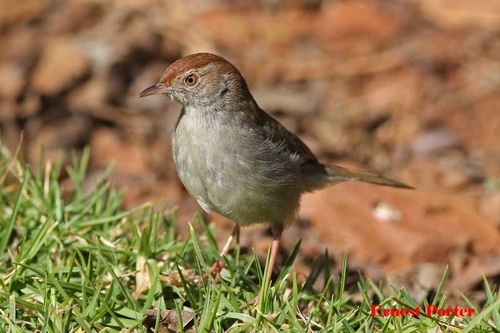 Highveld Neddicky (Subspecies Cisticola fulvicapilla ruficapilla ...