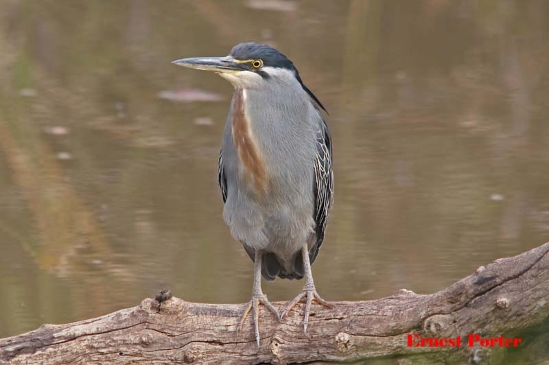 Sub-Saharan Striated Heron (Butorides striata atricapilla) - Avian ...