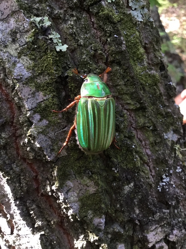 Chrysina adelaida from Amealco de Bonfil, QRO, MX on August 15, 2021 at ...