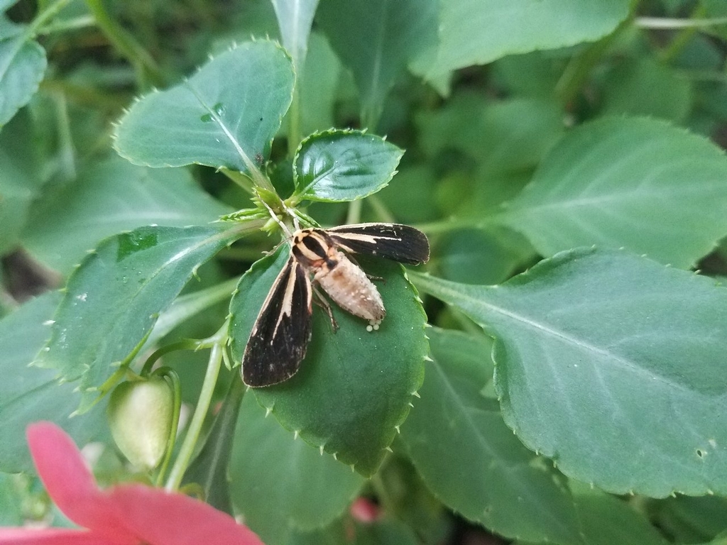 Banded Tiger Moth from Orlando on August 5, 2017 at 07:01 PM by ...