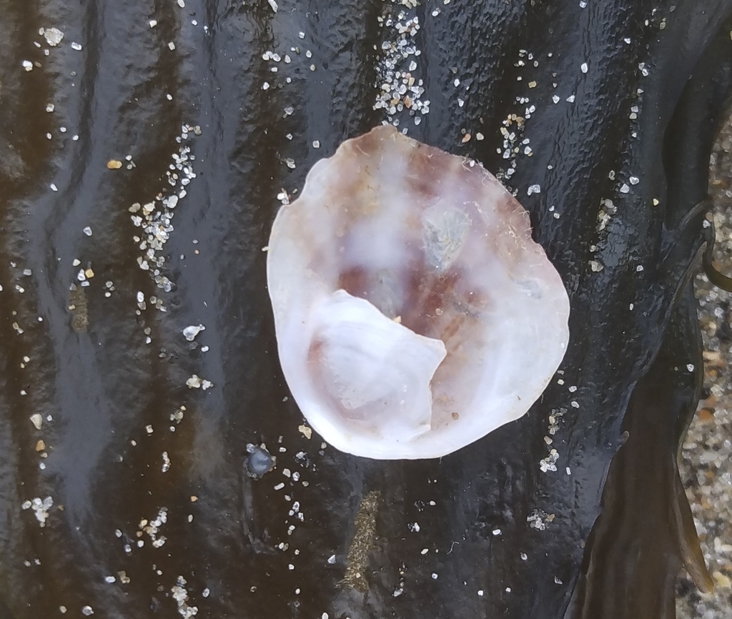 Pacific Half-slipper Snail (China Cove Organisms) · iNaturalist