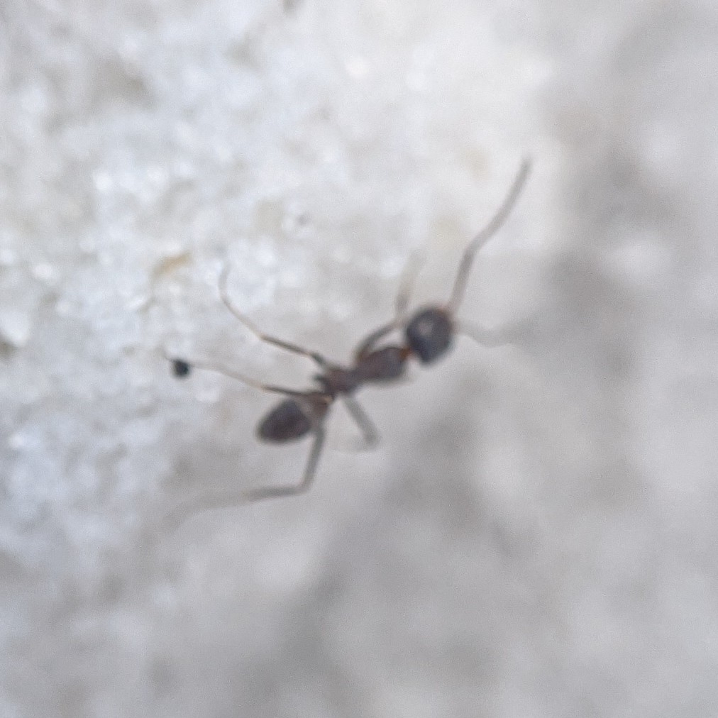 Mousy Pyramid Ant (Ants of Virginia) · iNaturalist