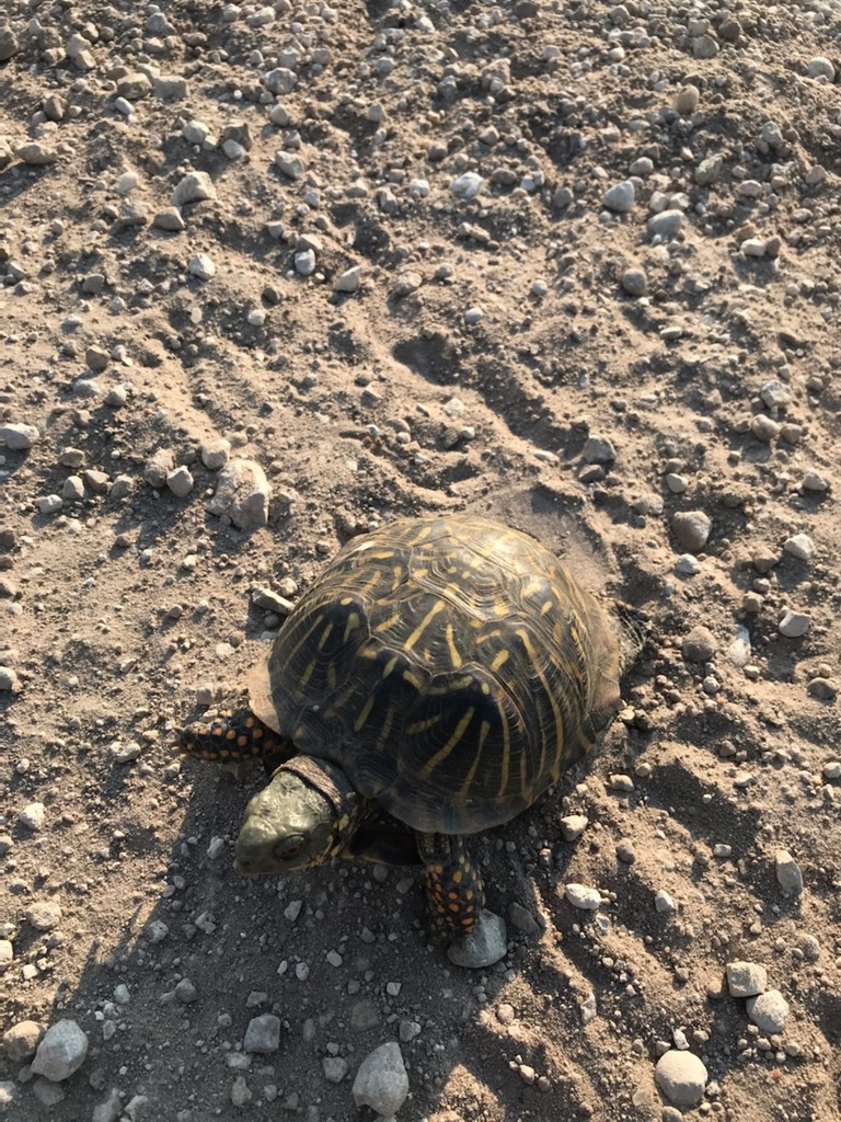 Ornate Box Turtle in July 2021 by SWQ Staff · iNaturalist