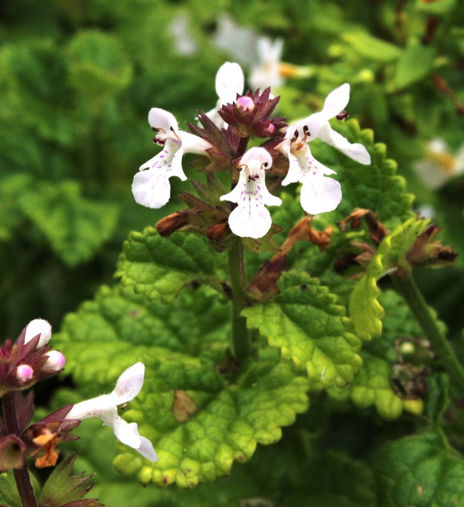 African Stachys (Eastford Glen - Locally Indigenous Species Observed ...