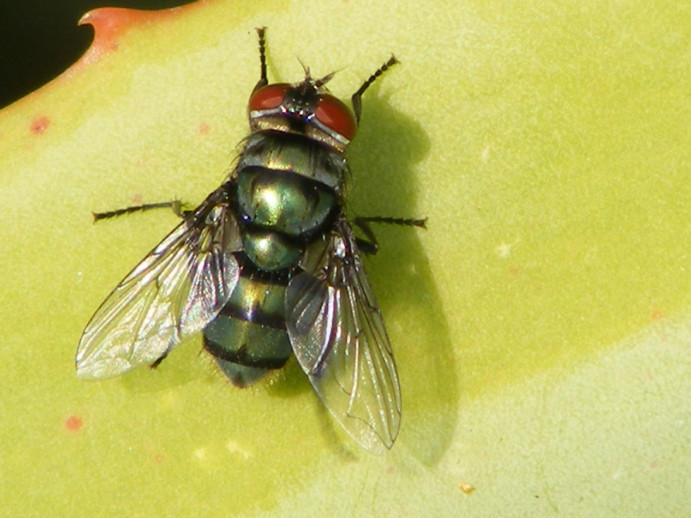 Chrysomya putoria (Wiedemann, 1830)