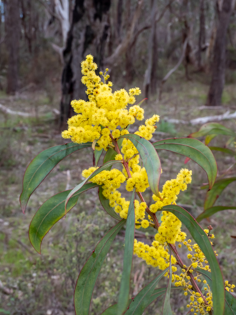 Red Stem Wattle from Wangaratta South VIC 3678, Australia on August 19 ...