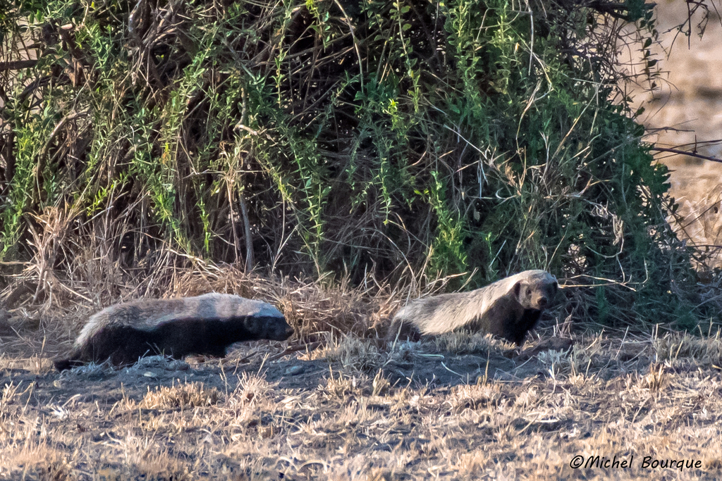 Kenyan Ratel (Mellivora capensis maxwelli) - Know Your Mammals