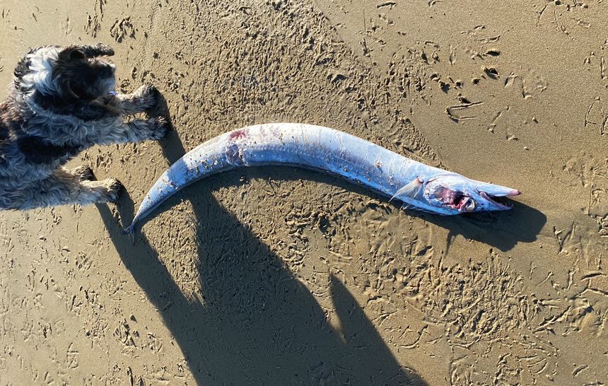 Frostfish from Dunedin City, Otago, New Zealand on July 01, 2021 at 12: ...